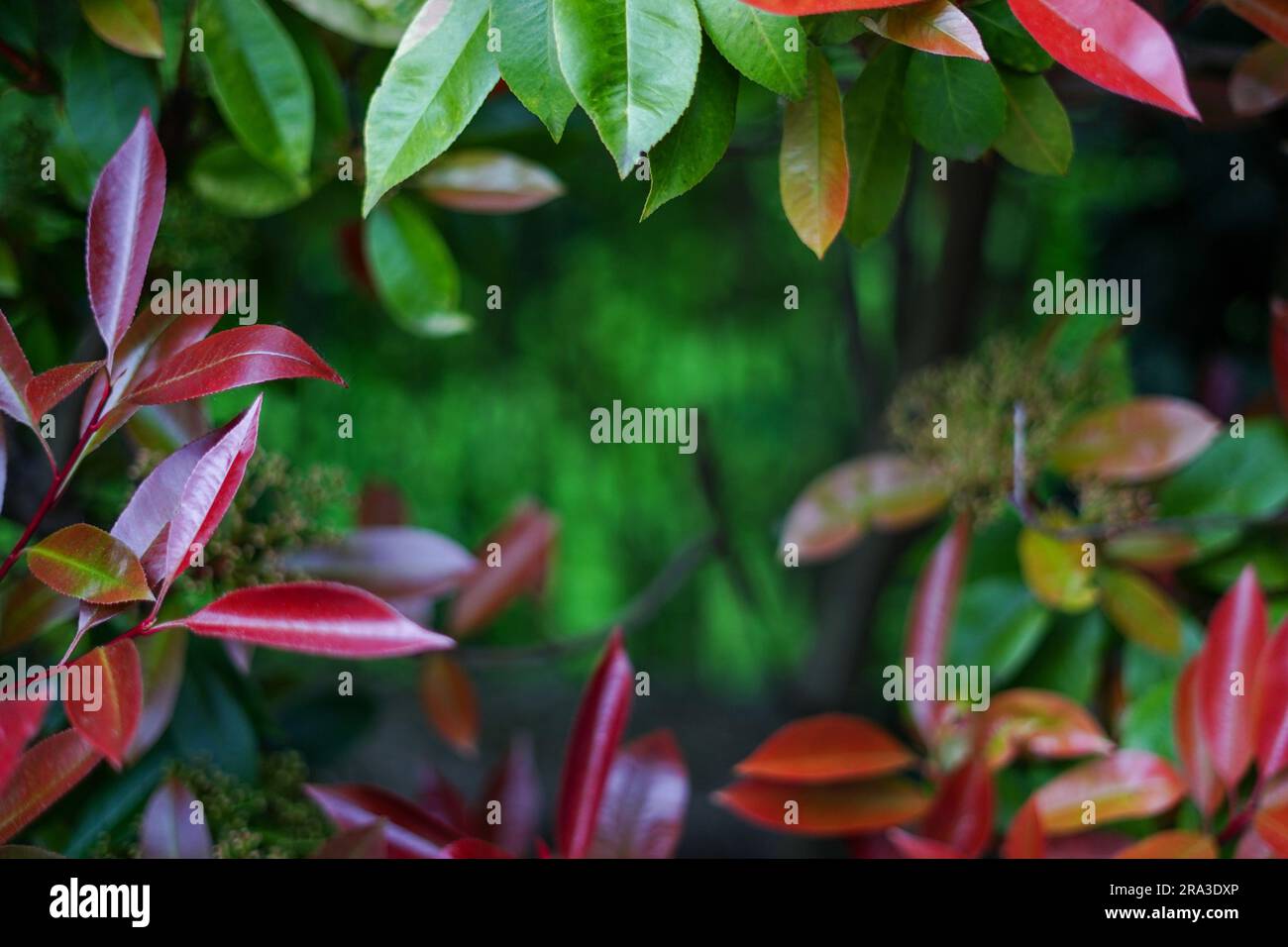 Nature forest background. Frame from multicolored tree leaves. weather ...