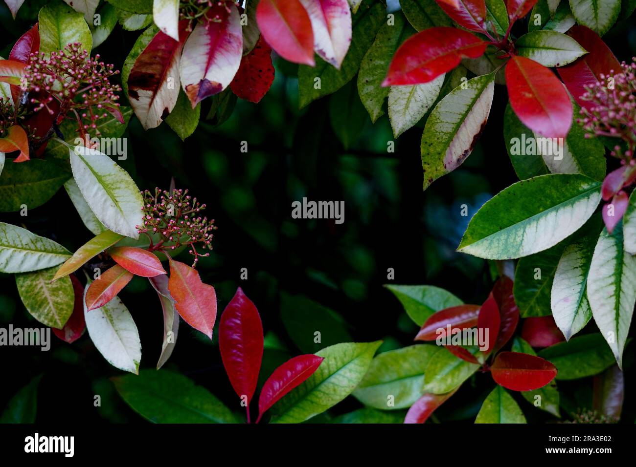 Nature forest background. Frame from multicolored tree leaves. weather ...