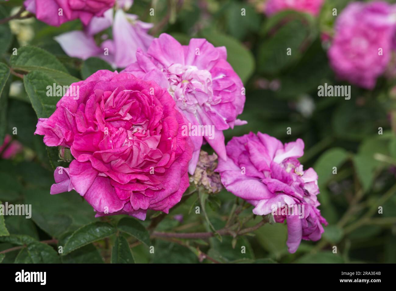 Double pink summer Gallica rose flowers of Rosa Surpasse Tout UK garden ...