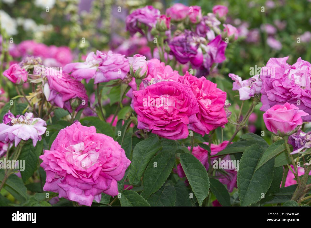 Double pink summer Gallica rose flowers of Rosa Surpasse Tout UK garden ...
