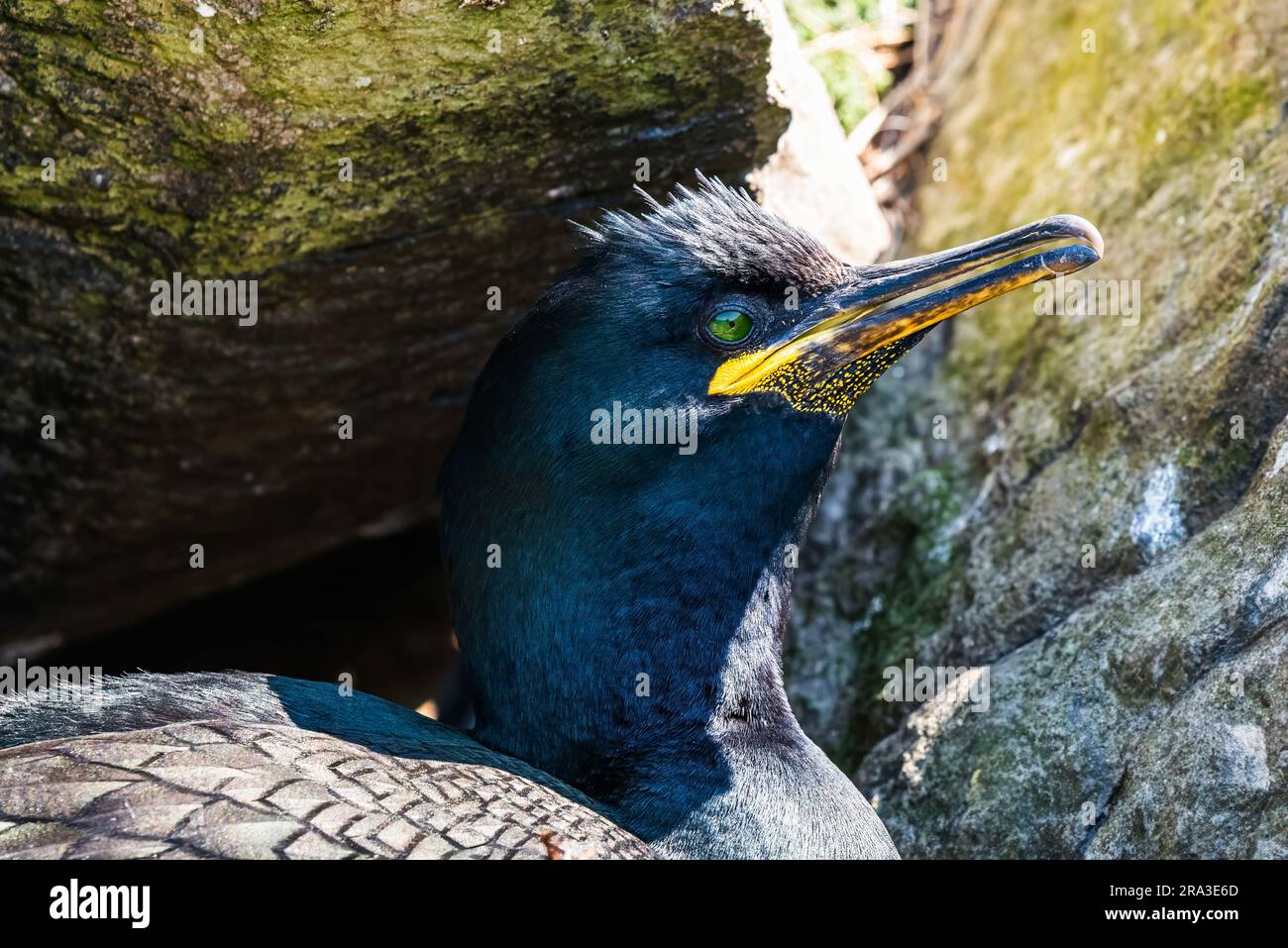 Bill fane hi-res stock photography and images - Alamy