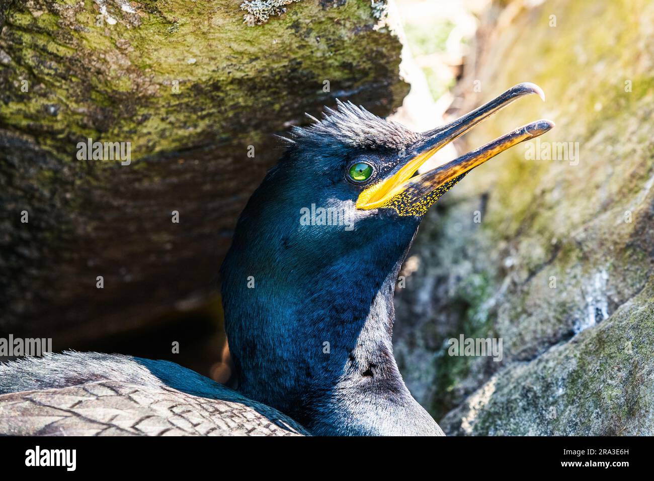 Shag bird hi-res stock photography and images - Alamy