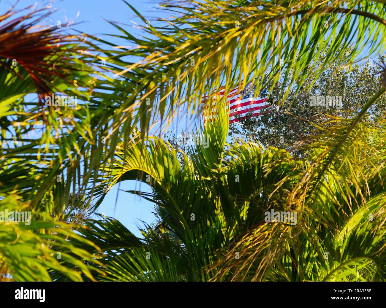 American flag on a background of palm leaves on a windy , sunny summer ...