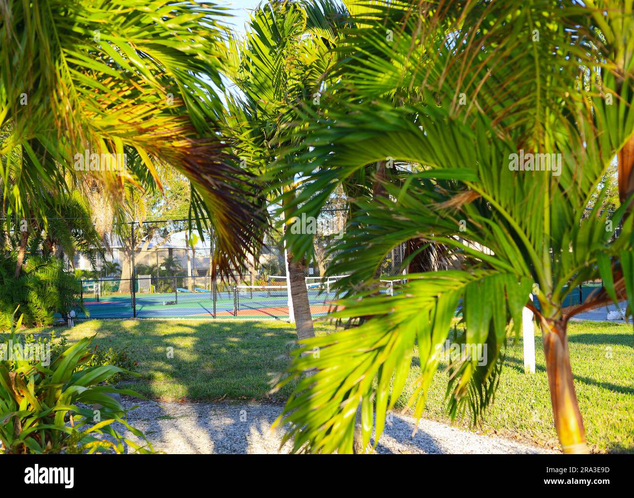Tennis court and background of palm leaves on a windy , sunny summer ...
