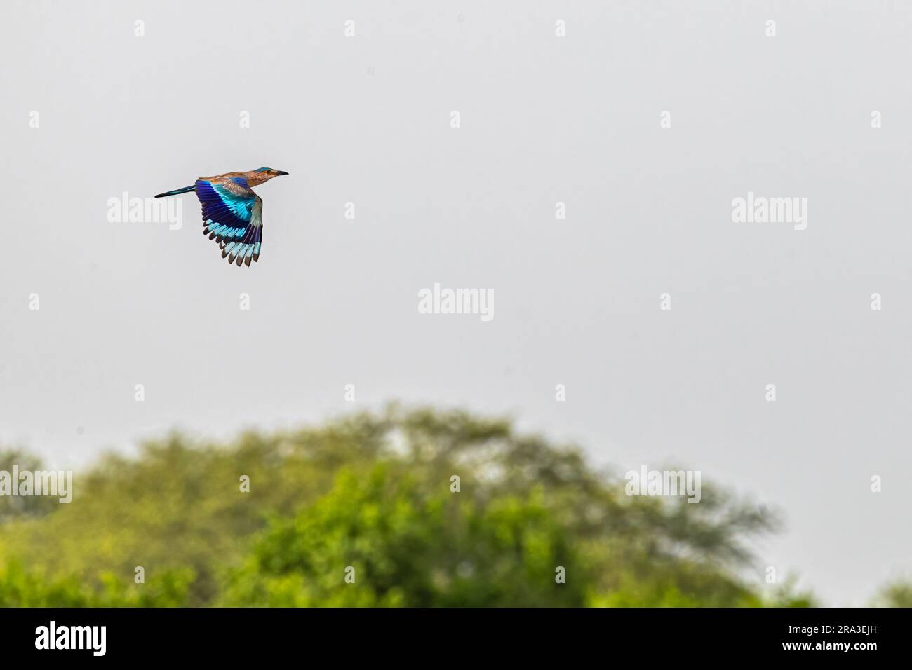 Indian roller in flight hi-res stock photography and images - Alamy