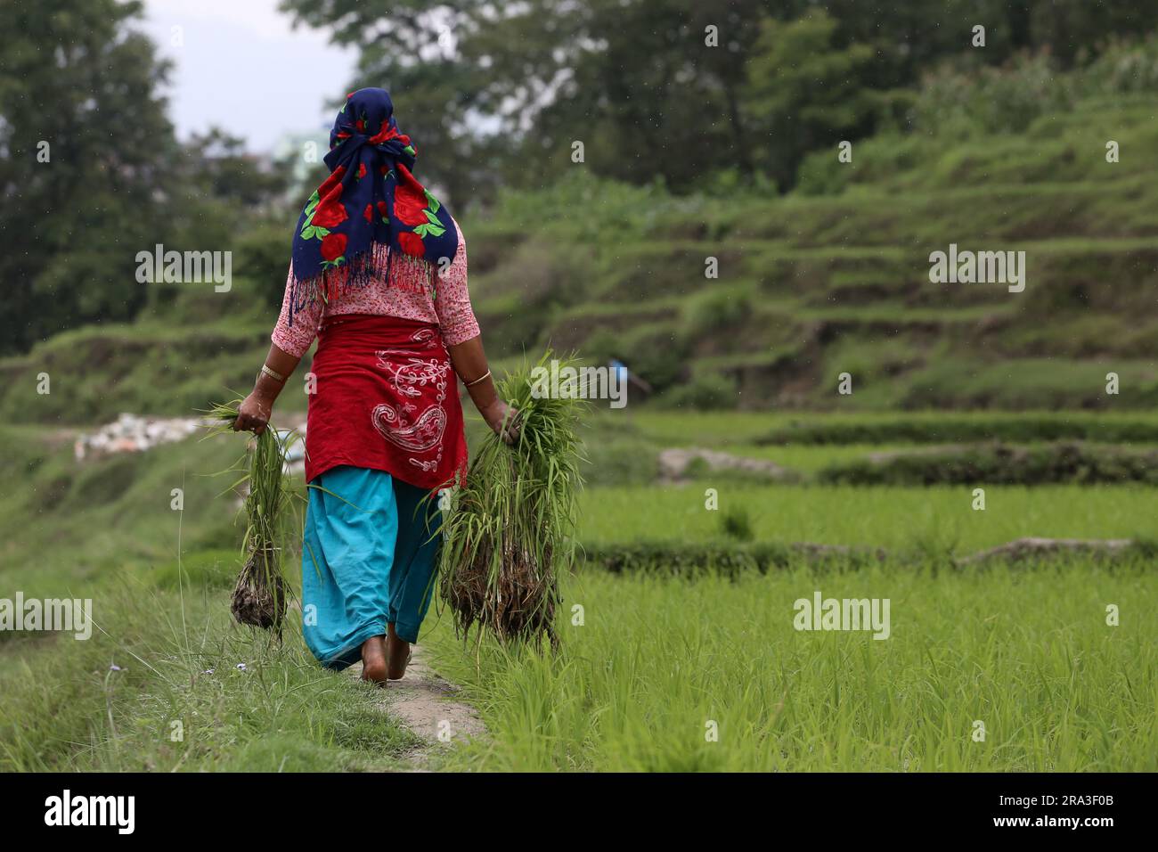 Plating fields hi-res stock photography and images - Alamy