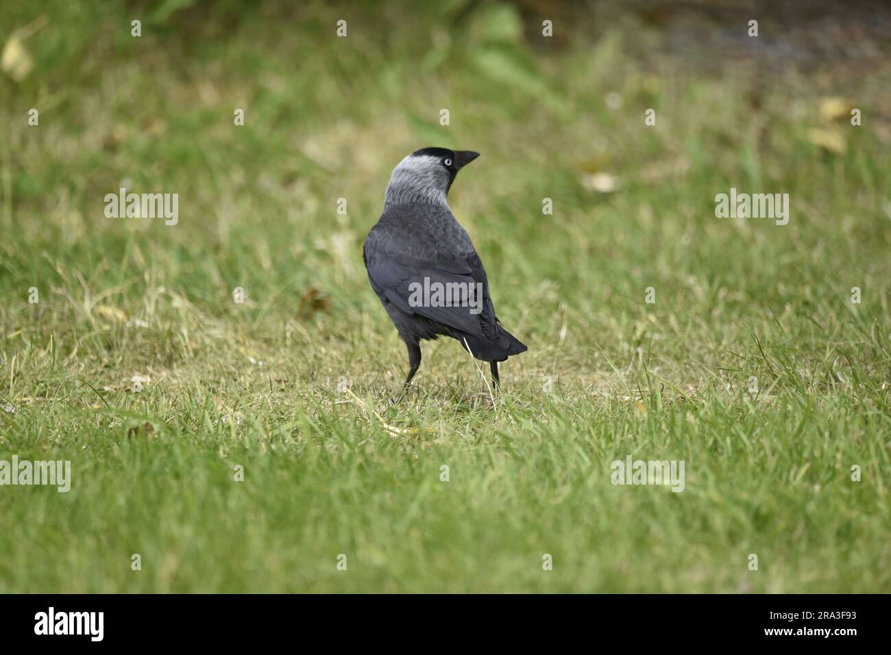 Back View of Western Jackdaw (Corvus monedula) with Head Turned to ...