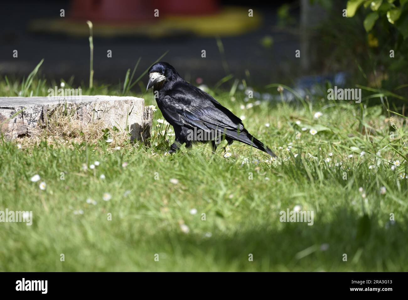 Rook (Corvus frugilegus) Walking on Short Grass with Wildflowers in the ...