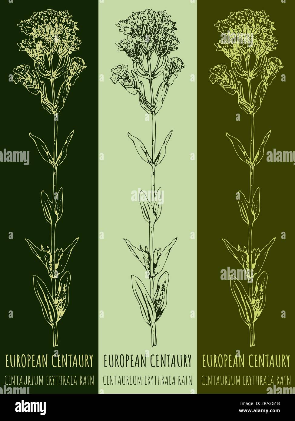 Drawings COMMON CENTAURY . Hand drawn illustration. Latin name ...