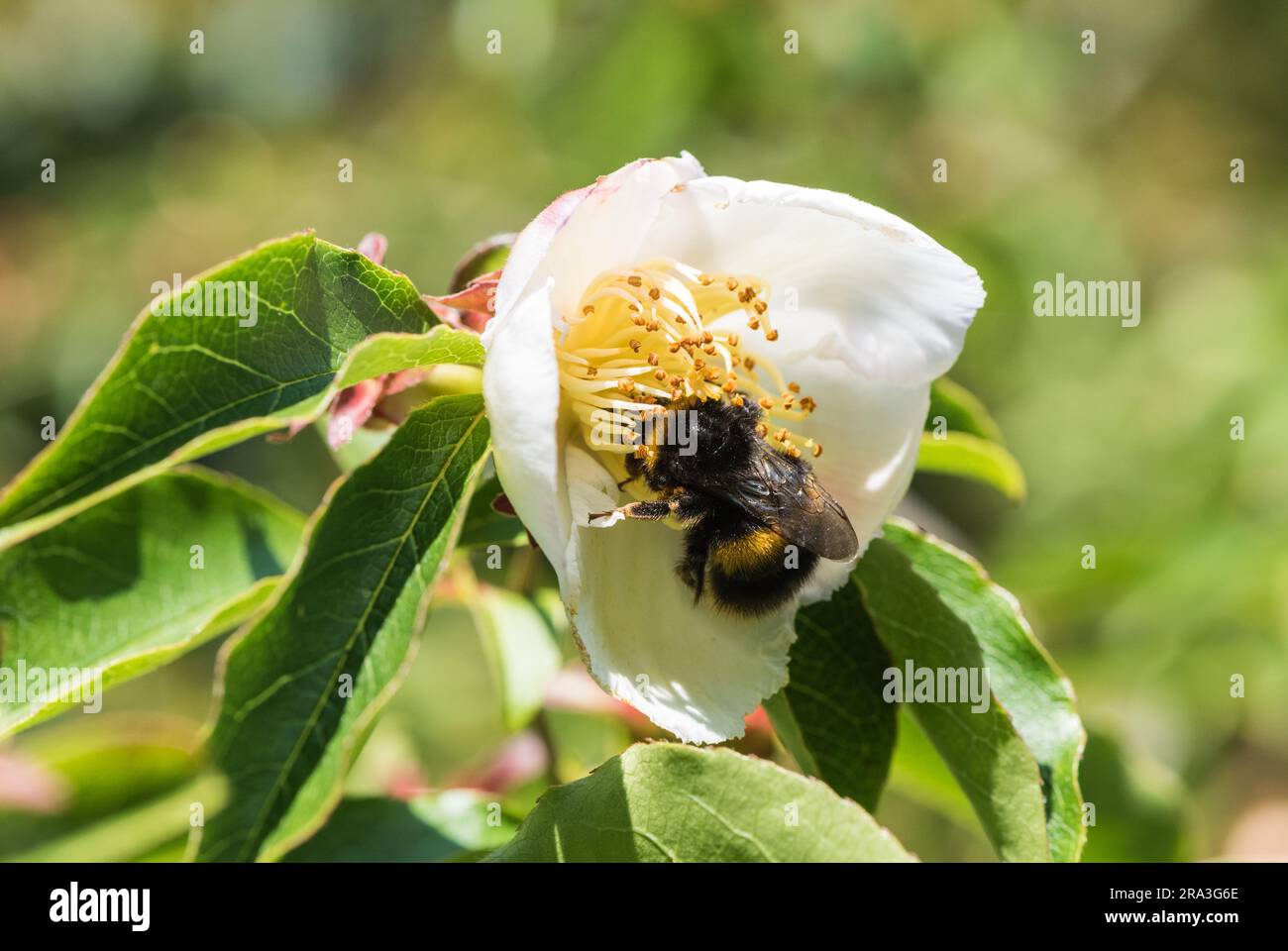 Foraging Bumble Bee (Bombus sp Stock Photo - Alamy