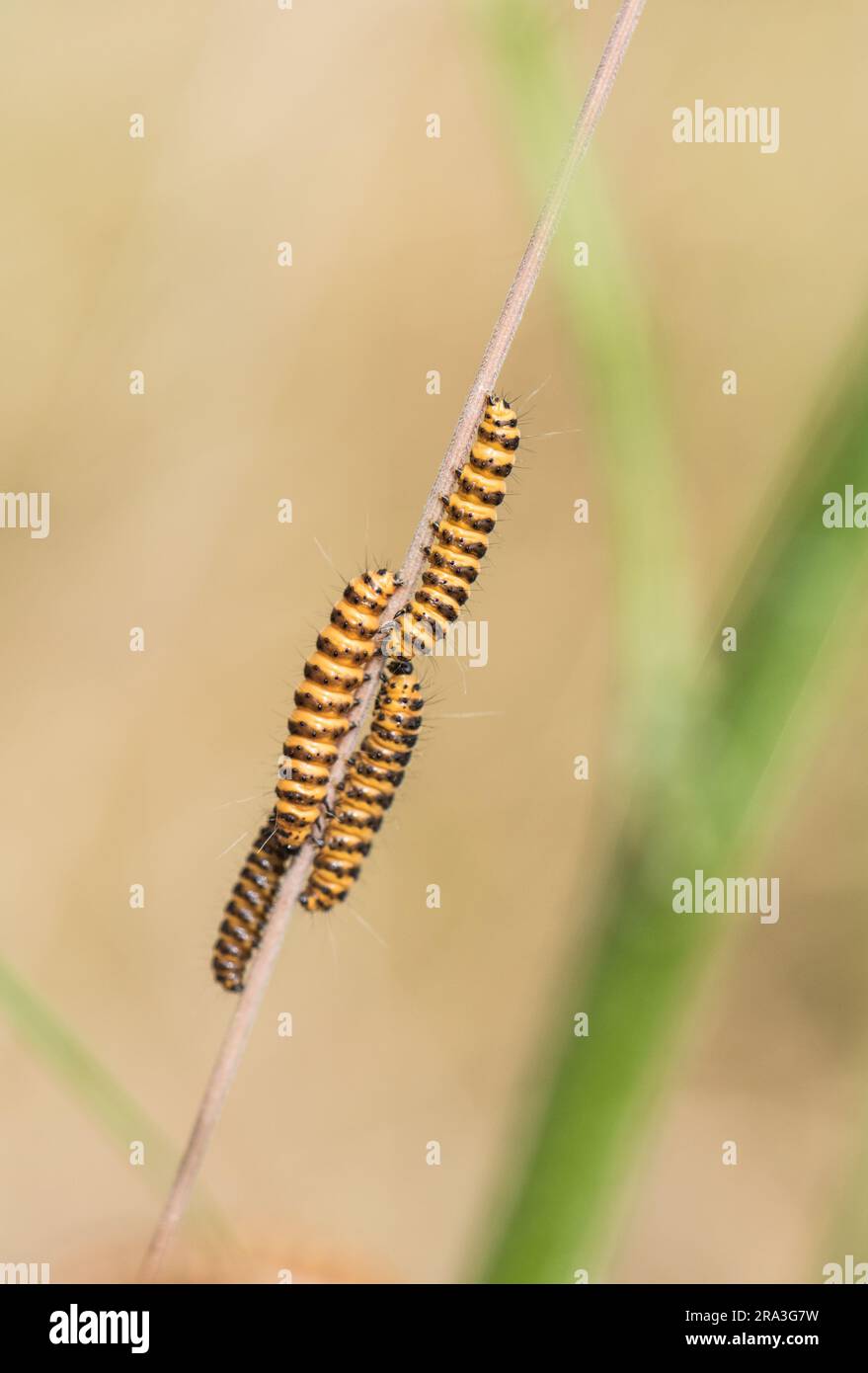 Caterpillars side view hi-res stock photography and images - Alamy