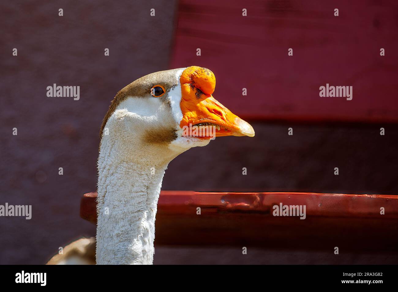 Geese goose farm animal hi-res stock photography and images - Alamy