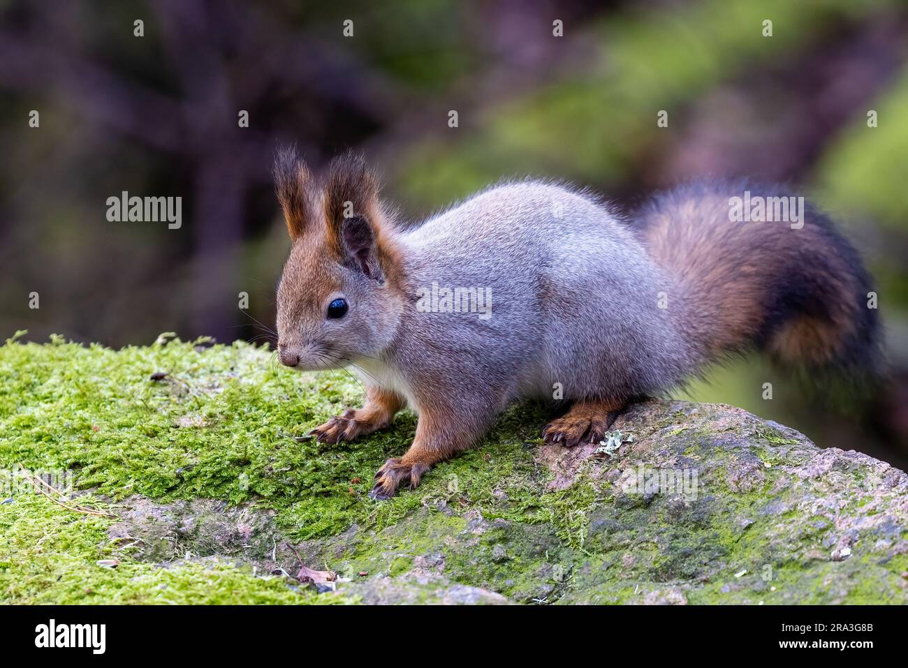 European red squirrel Stock Photo - Alamy