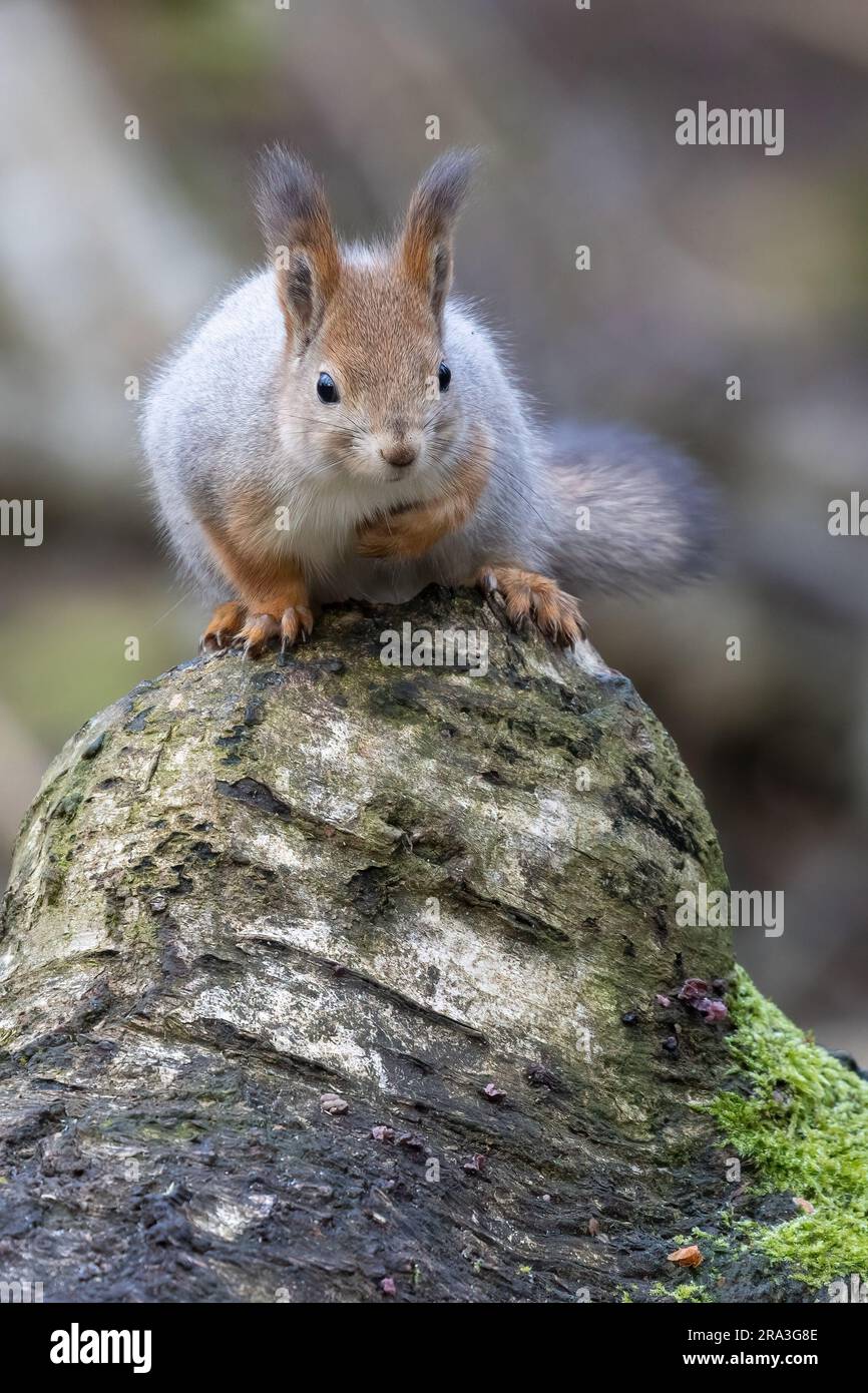 European red squirrel Stock Photo - Alamy