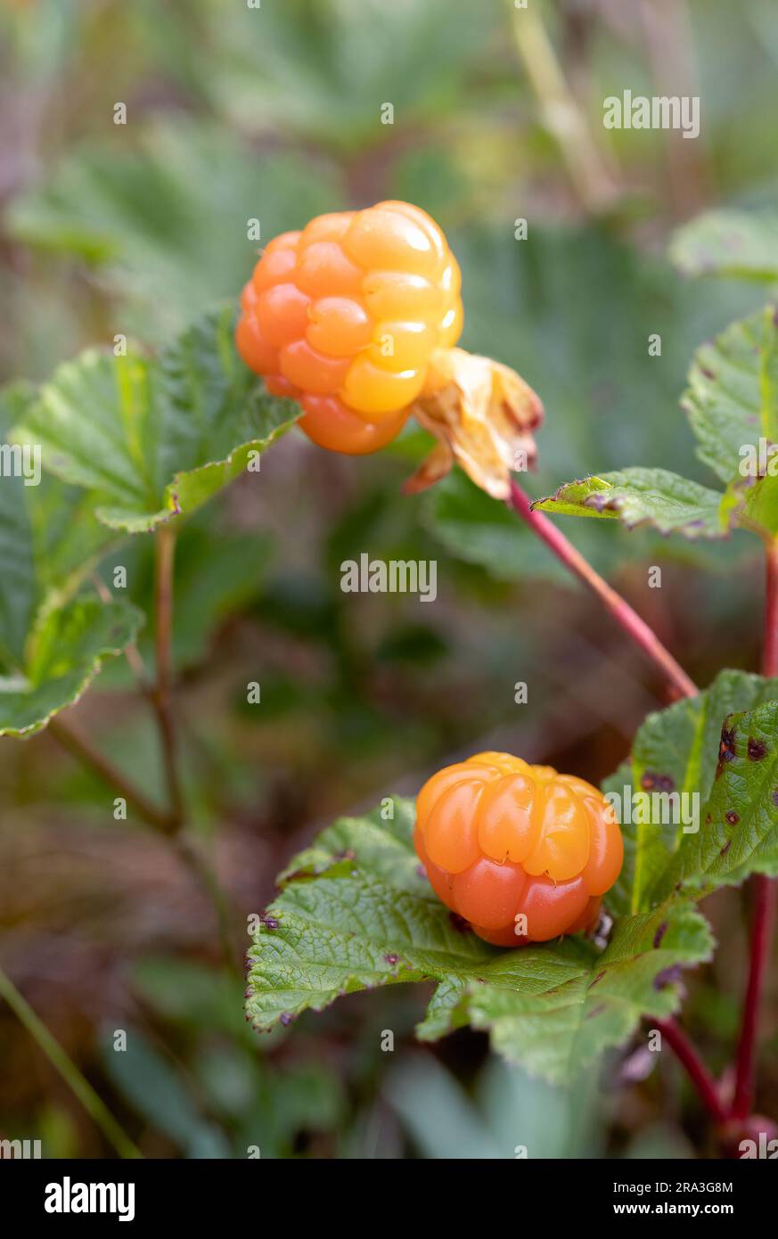 Clouberry hi-res stock photography and images - Alamy