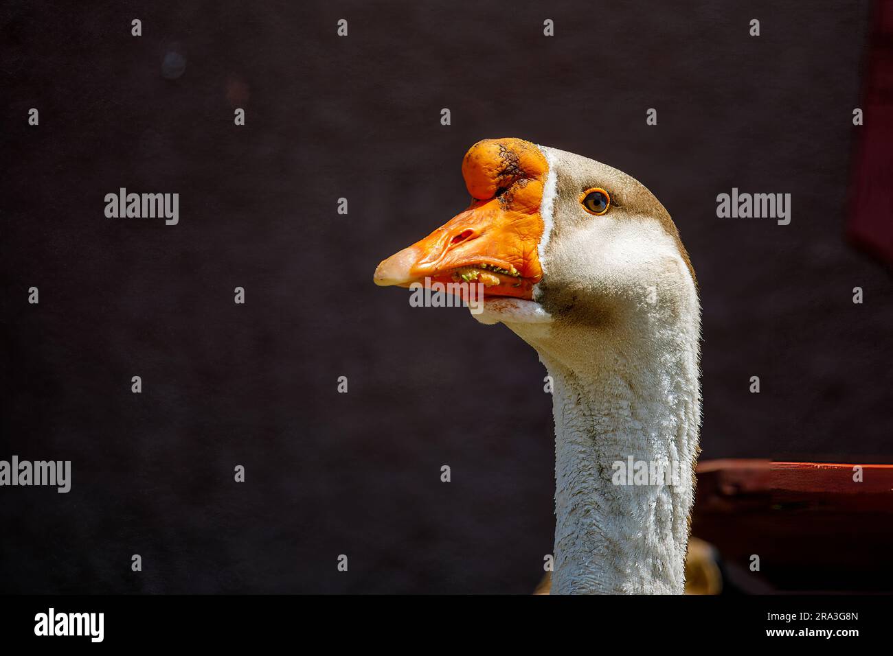 Goose farm animal hi-res stock photography and images - Alamy