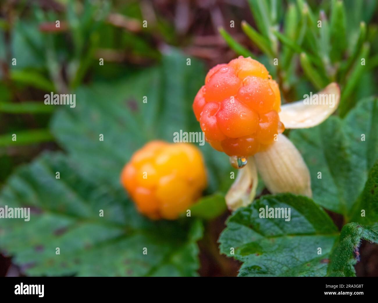 Clouberry hi-res stock photography and images - Alamy