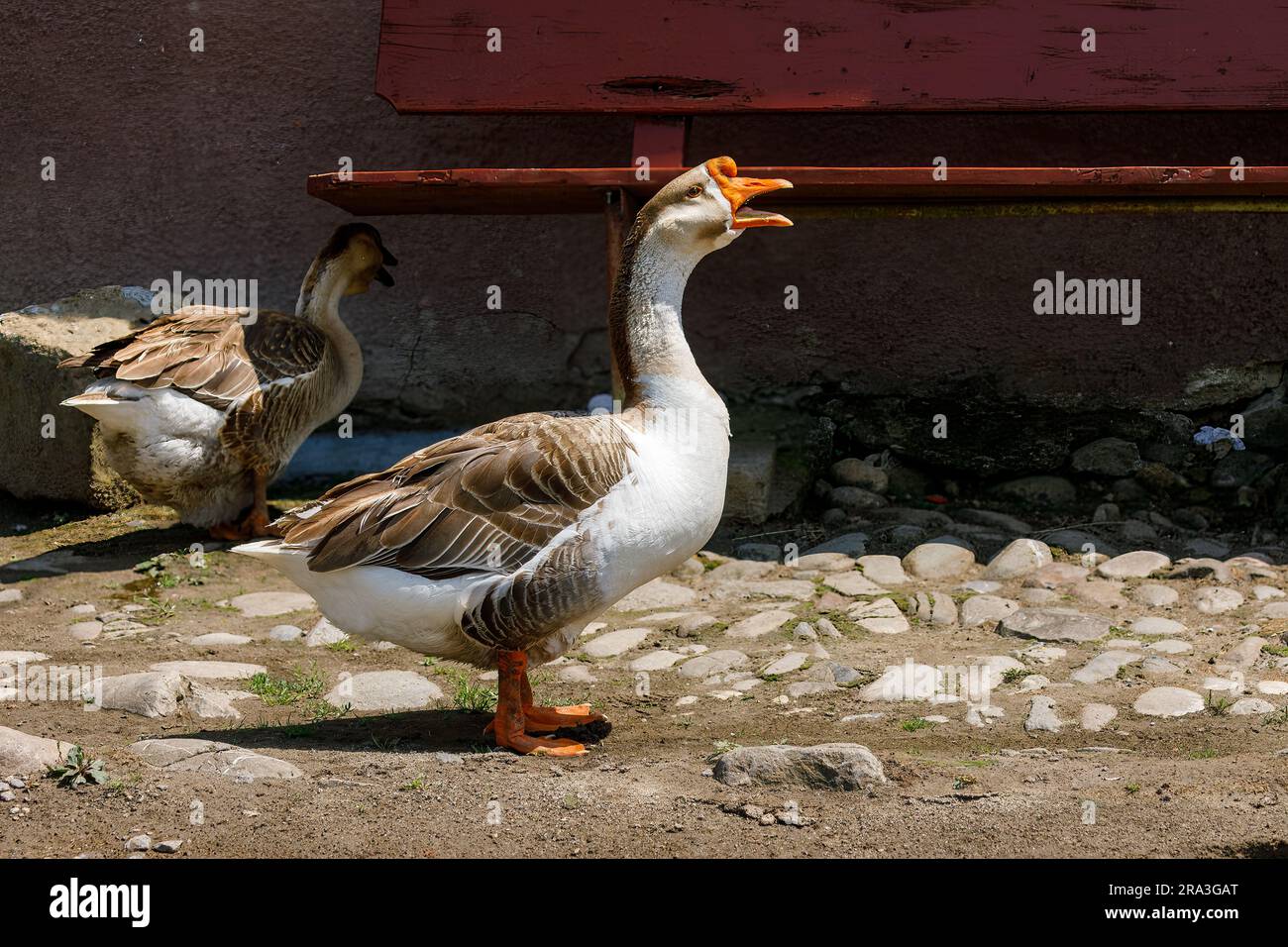 Goose farm animal hi-res stock photography and images - Alamy