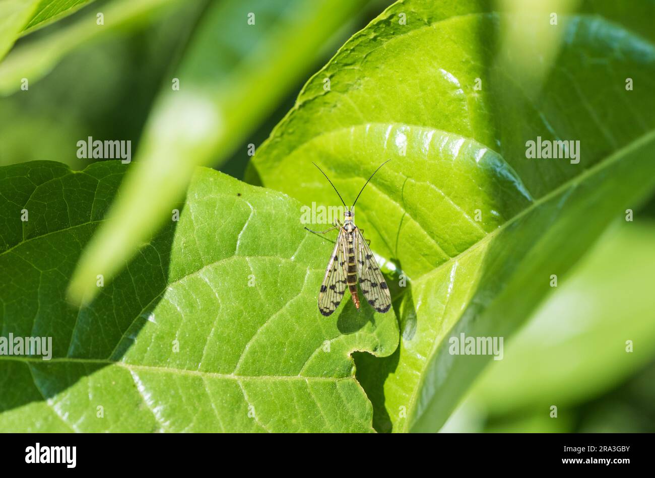 Female Scorpionfly (Panorpa sp.) on a leaf Stock Photo - Alamy