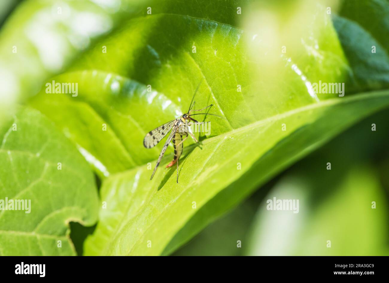 Female Scorpionfly (Panorpa sp.) on a leaf Stock Photo - Alamy