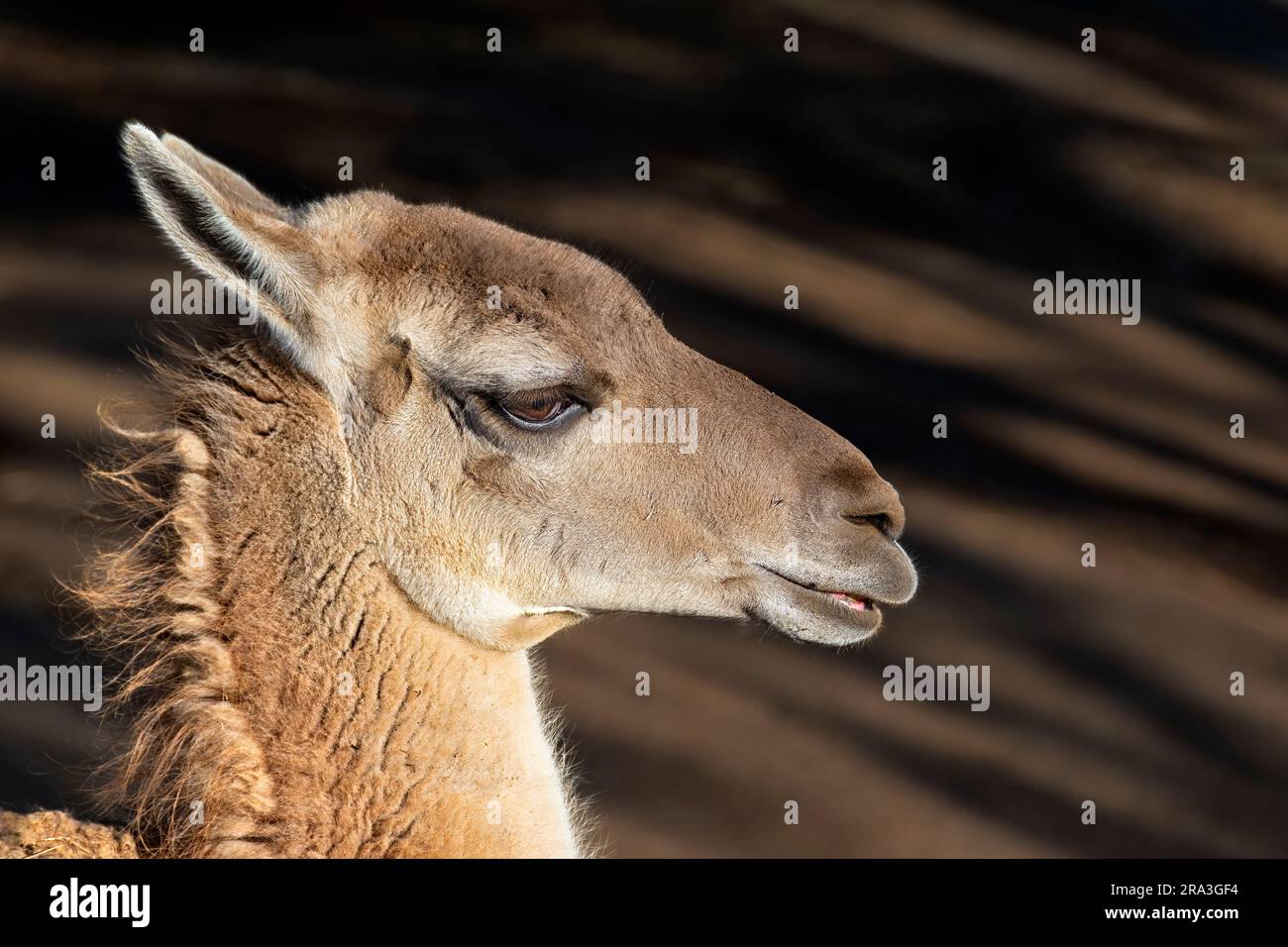 Close-up portrait of Guanaco (Lama guanicoe), camelid native to South ...