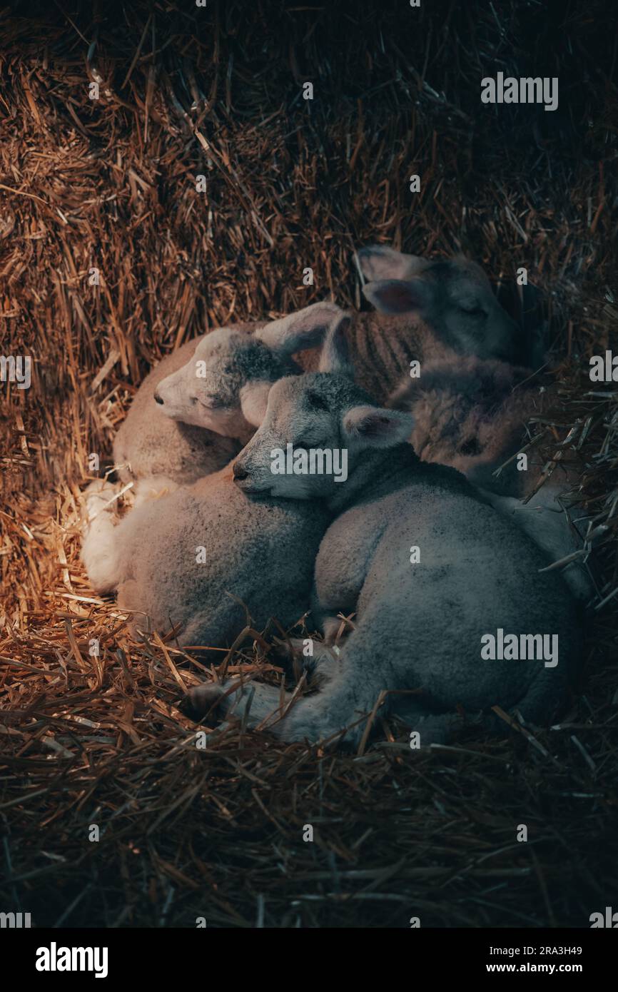 A group of lambs cuddling Stock Photo - Alamy
