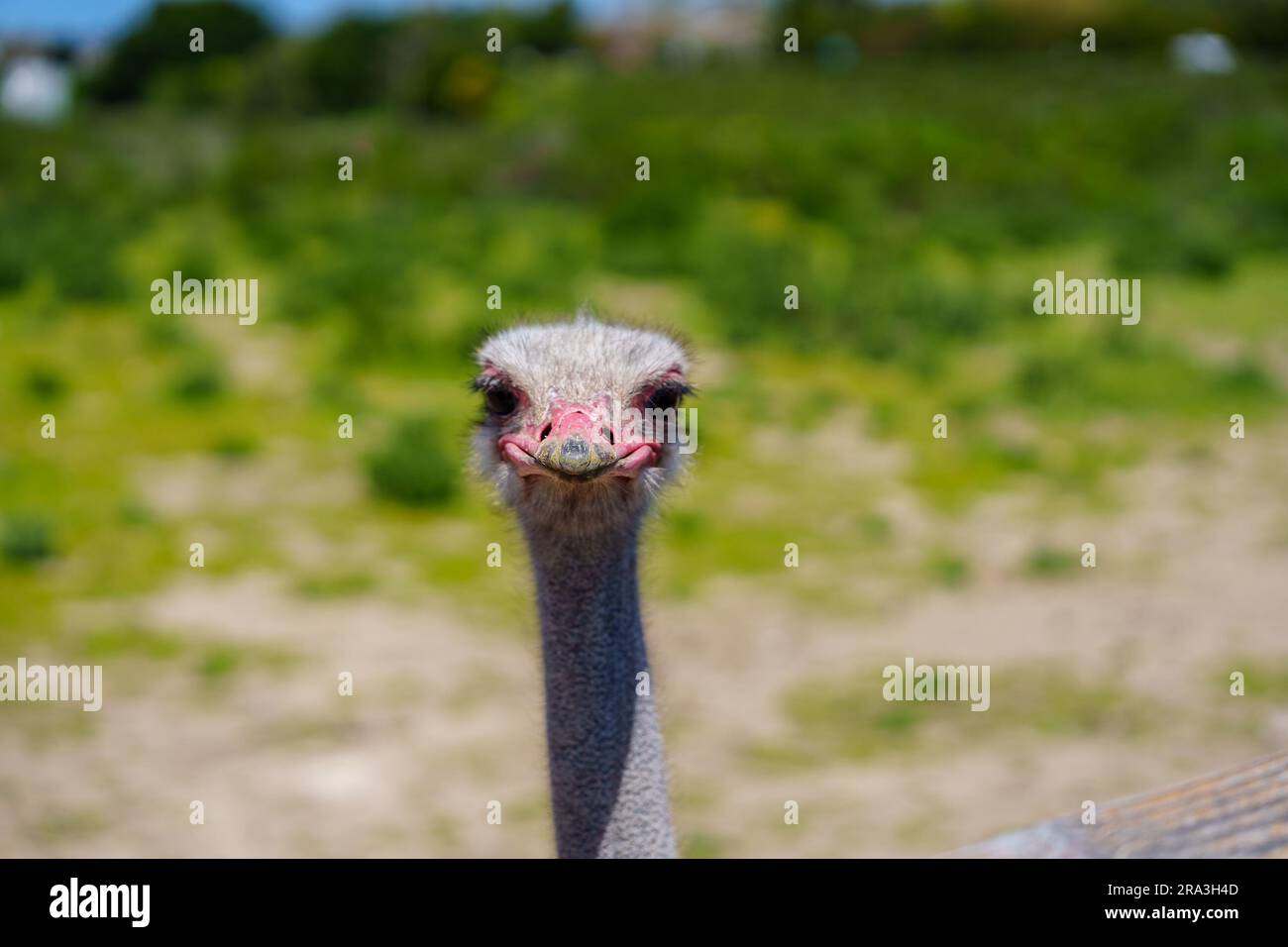 Expansive green wings hi-res stock photography and images - Alamy