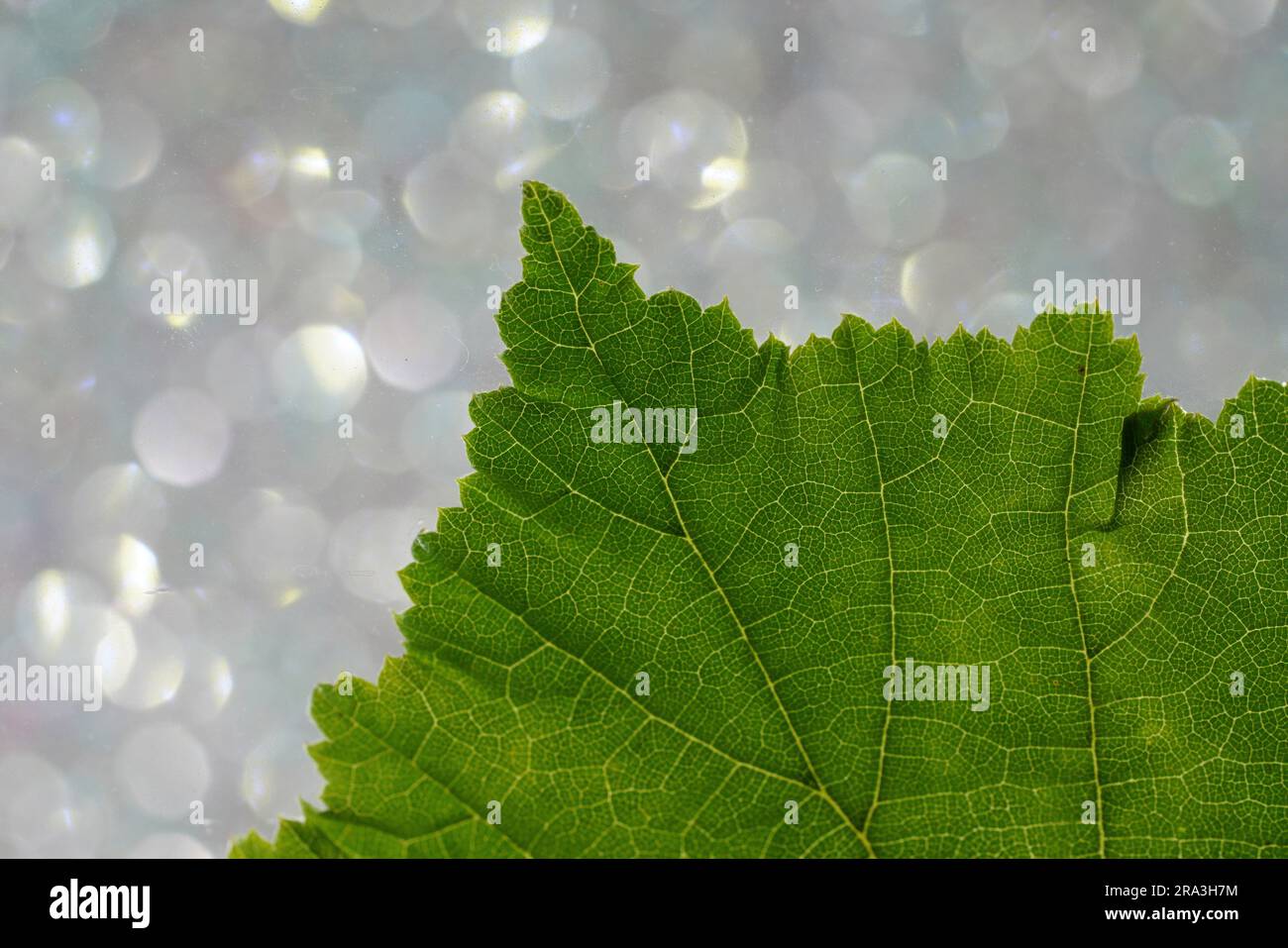Leaf of a deciduous tree in autumn created in detail in the studio ...