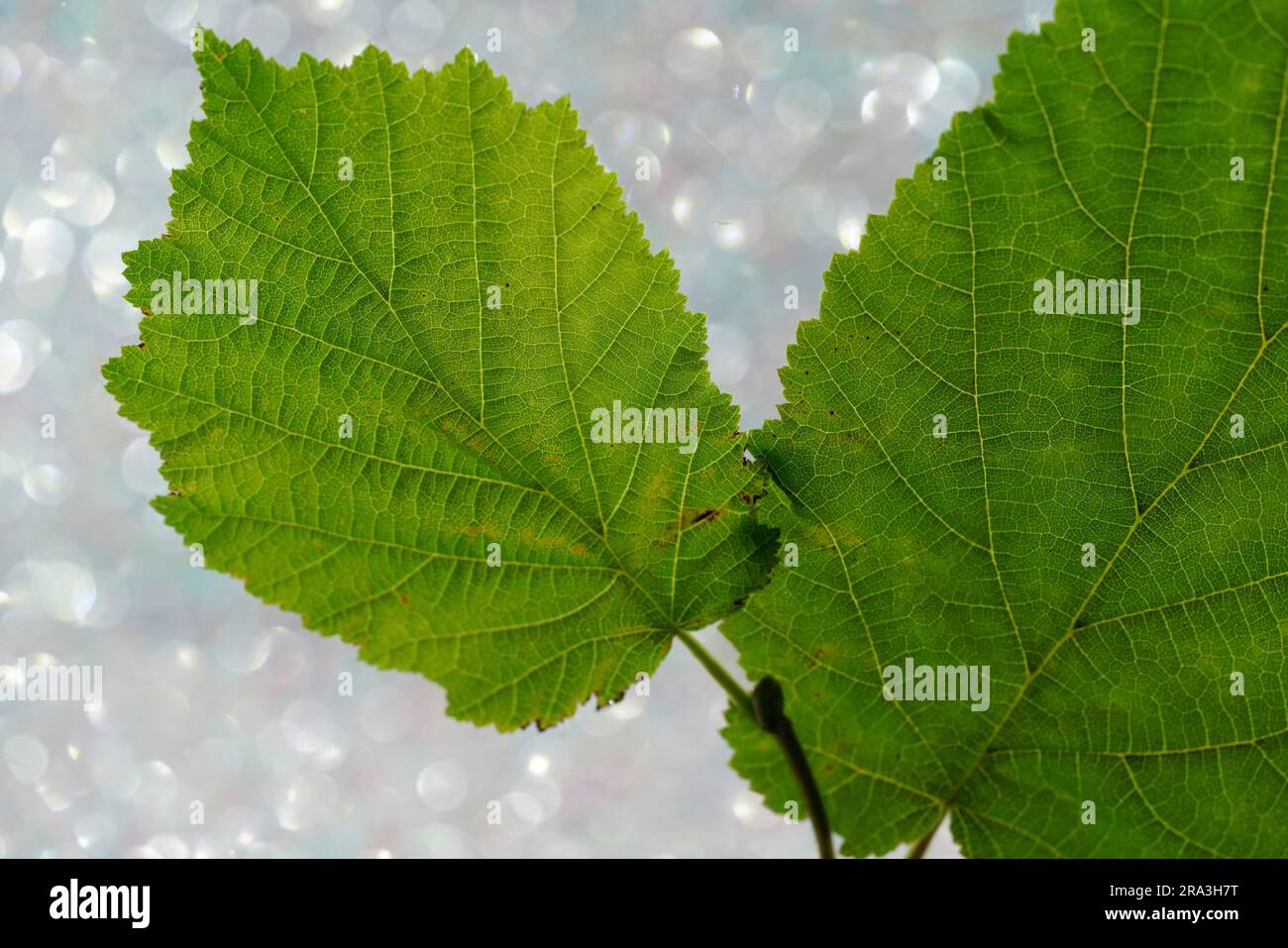 Leaf of a deciduous tree in autumn created in detail in the studio ...