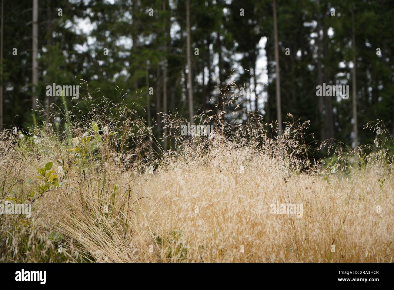 Forest dieback due to climate change, drought and storms and ...