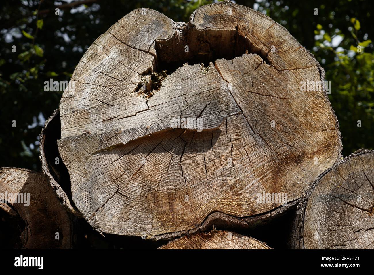 Diseased trees in the forest cut down and stored for firewood Stock ...