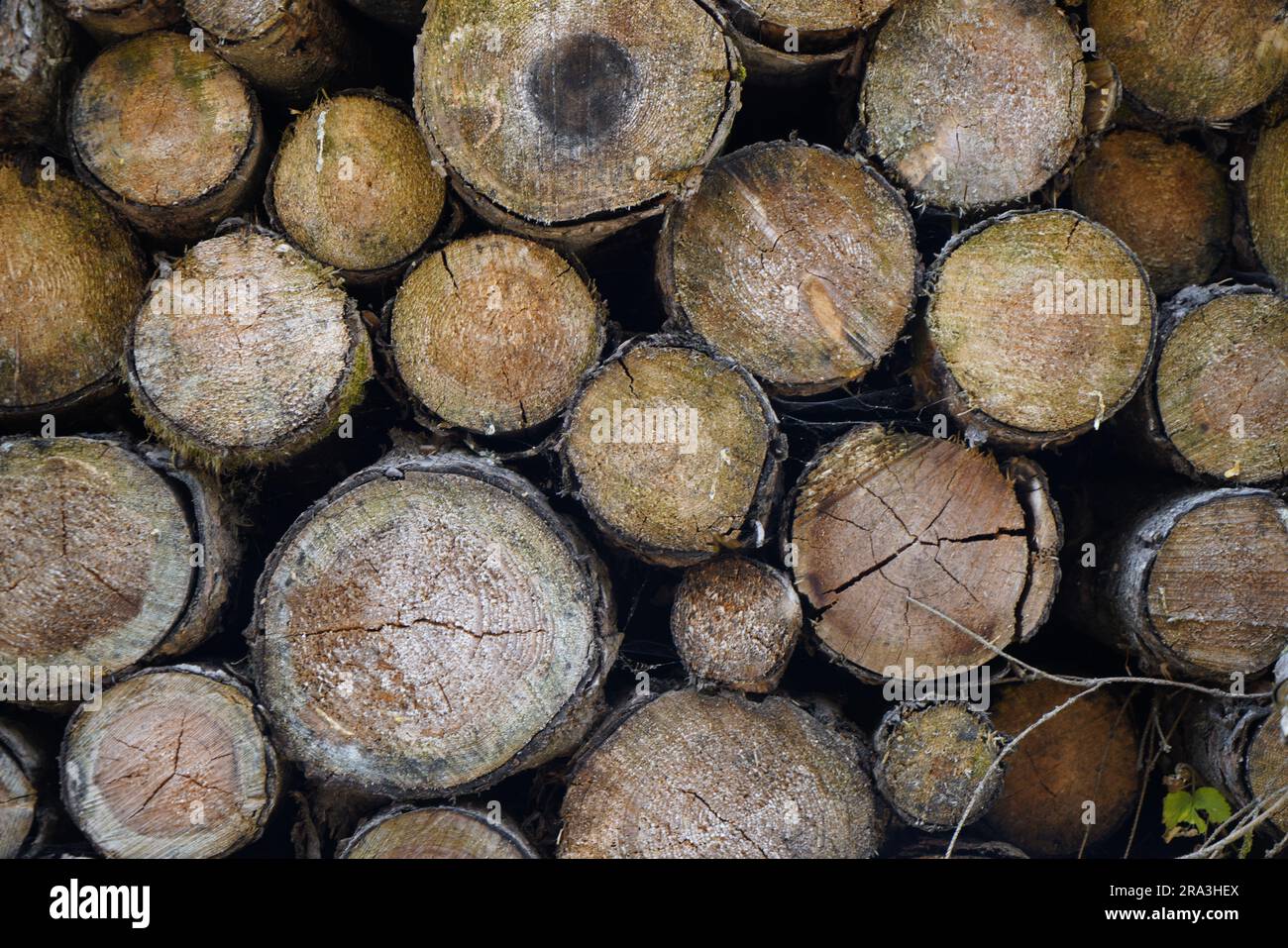 Diseased trees in the forest cut down and stored for firewood Stock ...