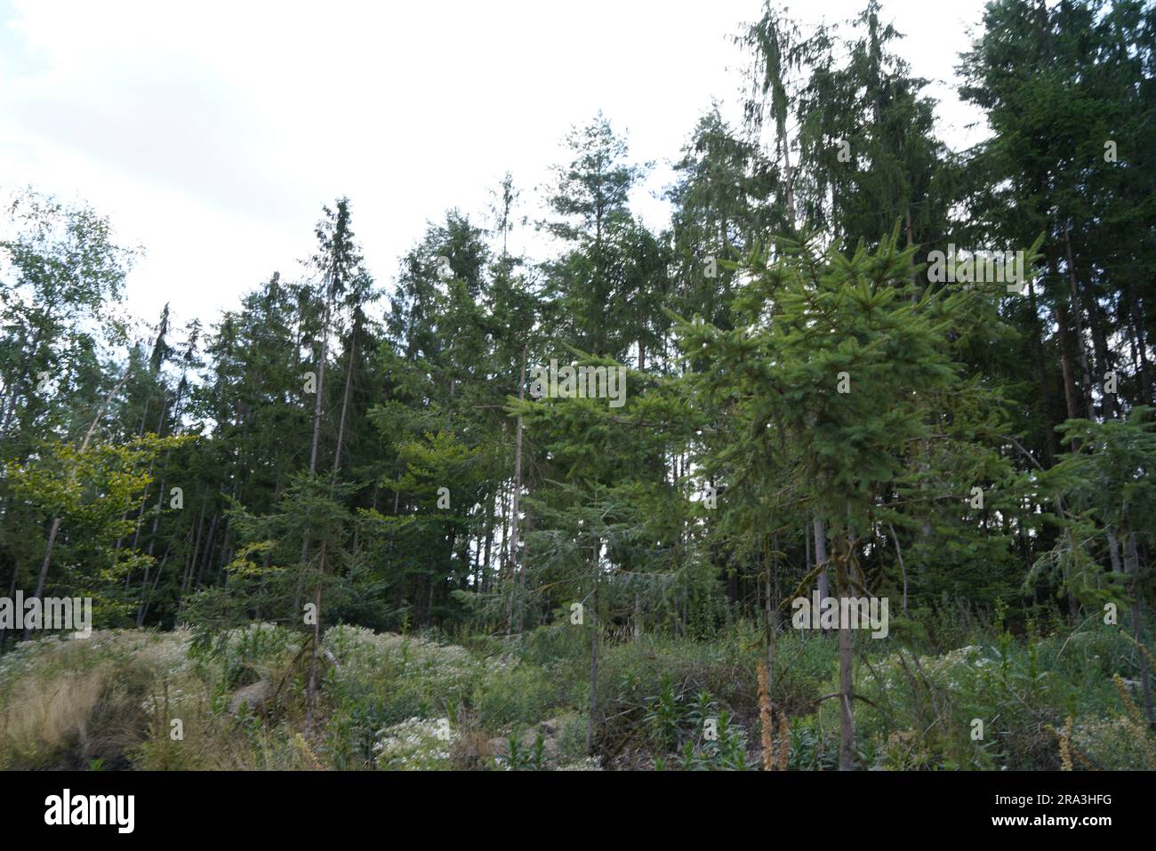 Forest dieback due to climate change, drought and storms and ...