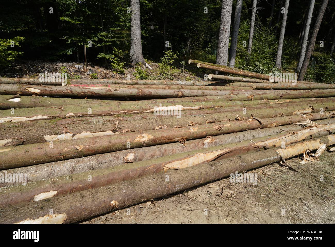 Forest dieback due to climate change, drought and storms and ...