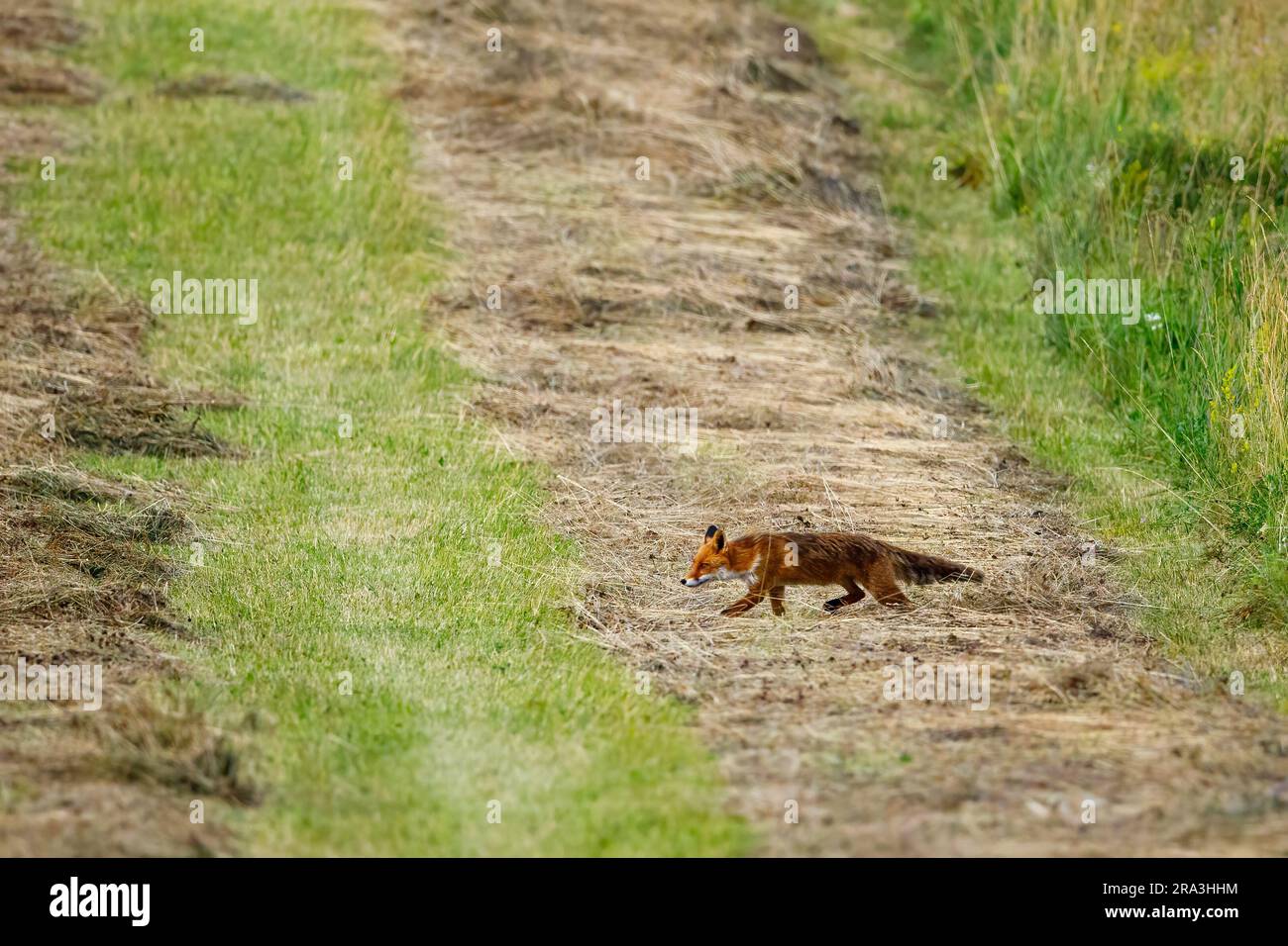 Red foxy dog hunting hi-res stock photography and images - Alamy
