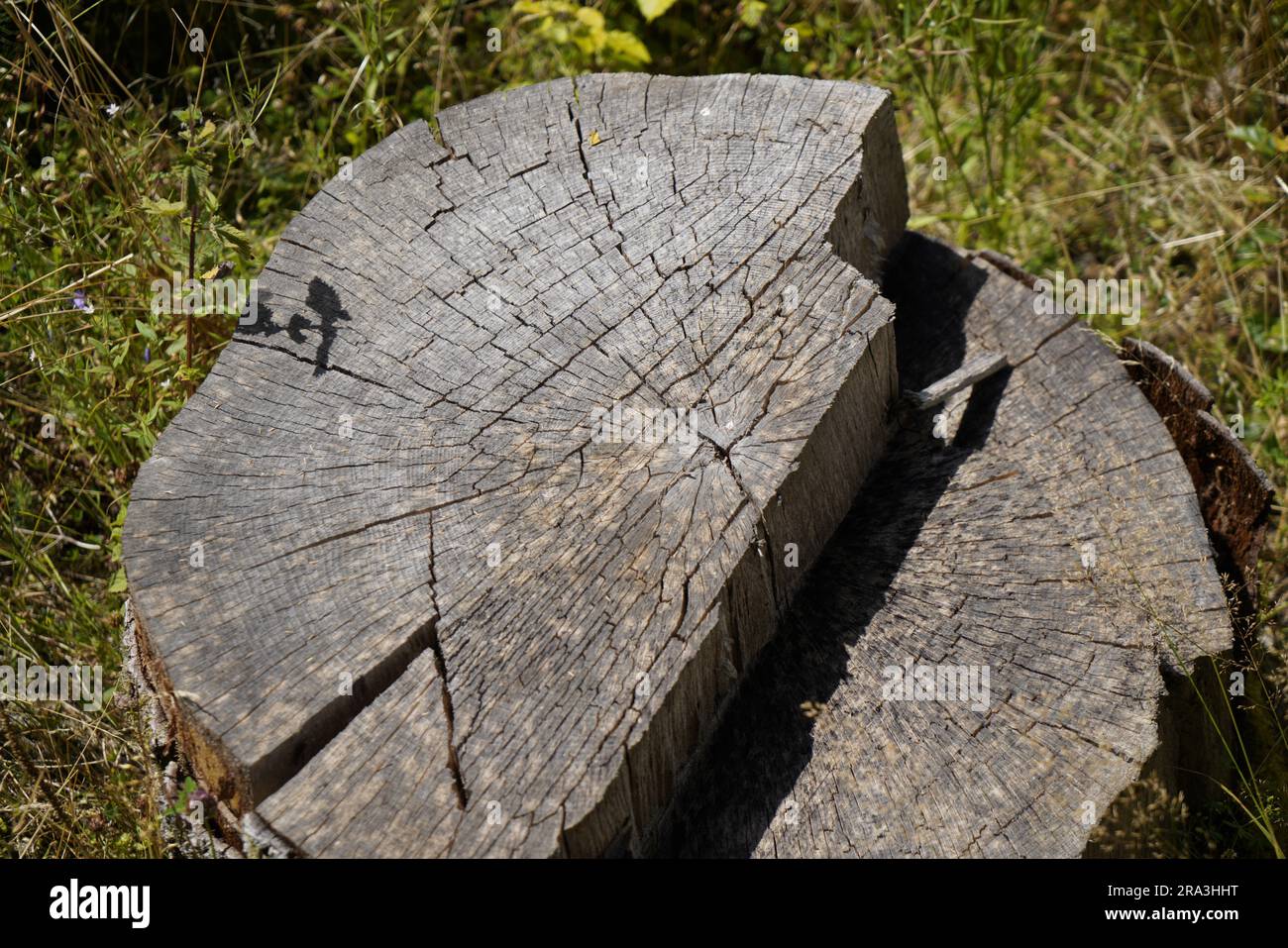 dying forests due to senseless clearing in the forest Tree stump in the ...