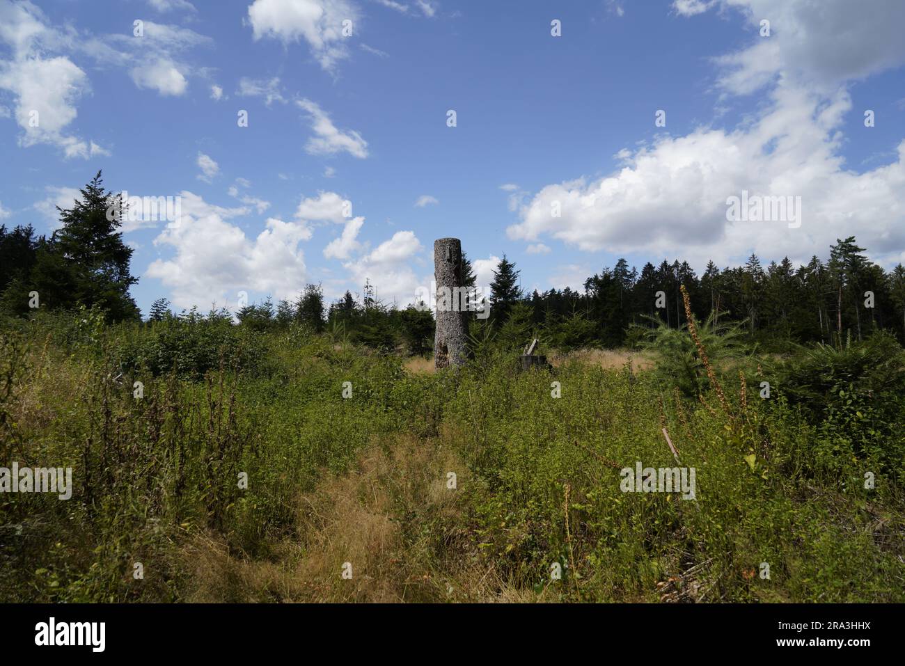 dying forests due to senseless clearing in the forest Tree stump in the ...