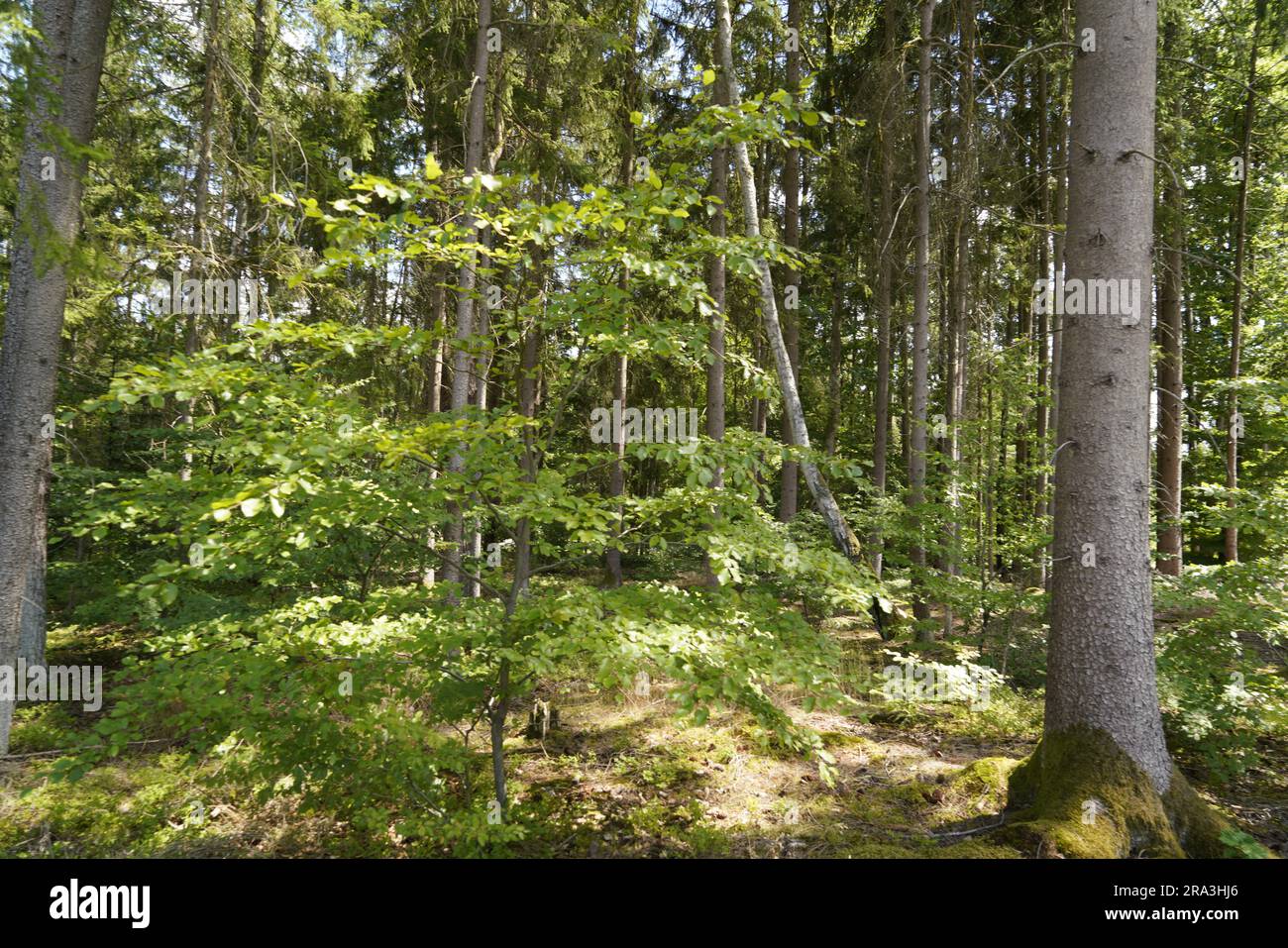 Forest dieback due to climate change, drought and storms and ...