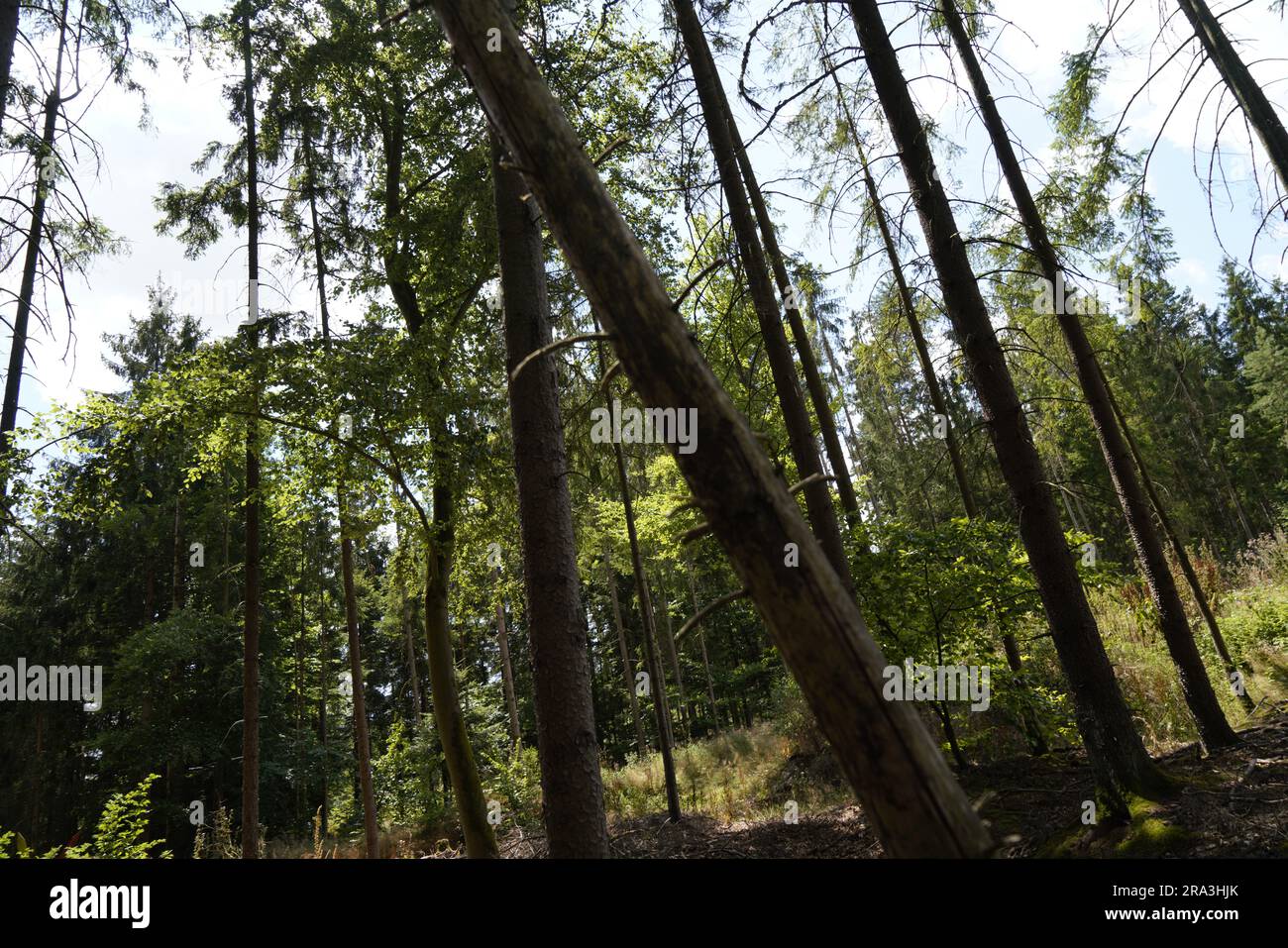 Forest dieback due to climate change, drought and storms and ...