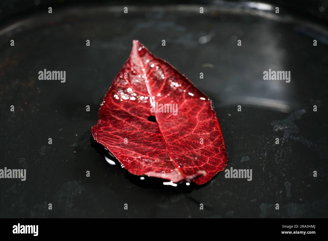 Leaf of a deciduous tree in autumn created in detail in the studio ...