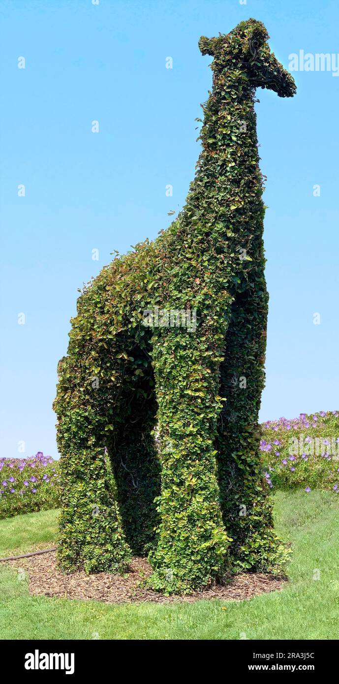 Giraffe topiary in a garden with clear blue sky Stock Photo - Alamy
