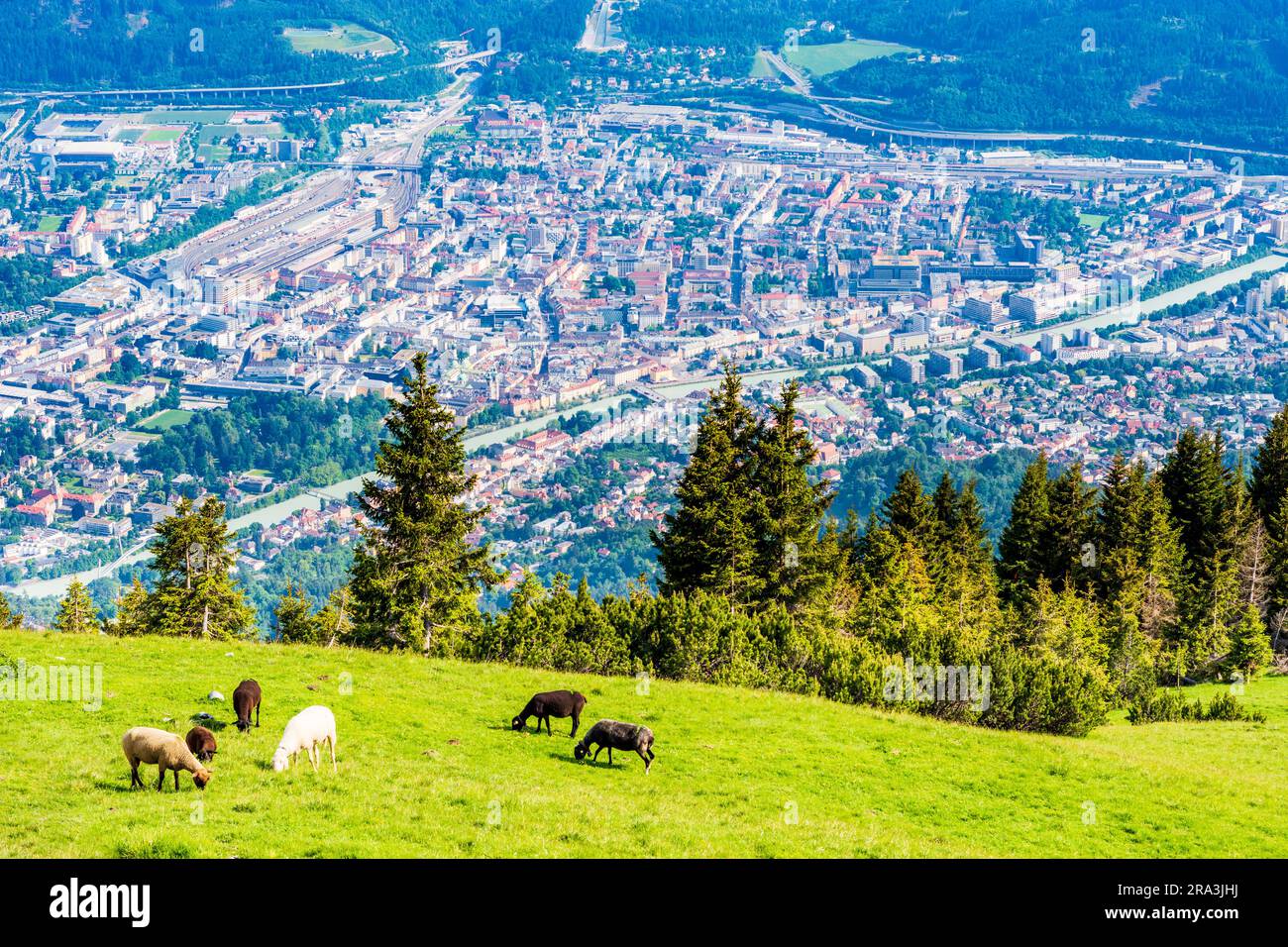Sheep in region innsbruck hi-res stock photography and images - Alamy