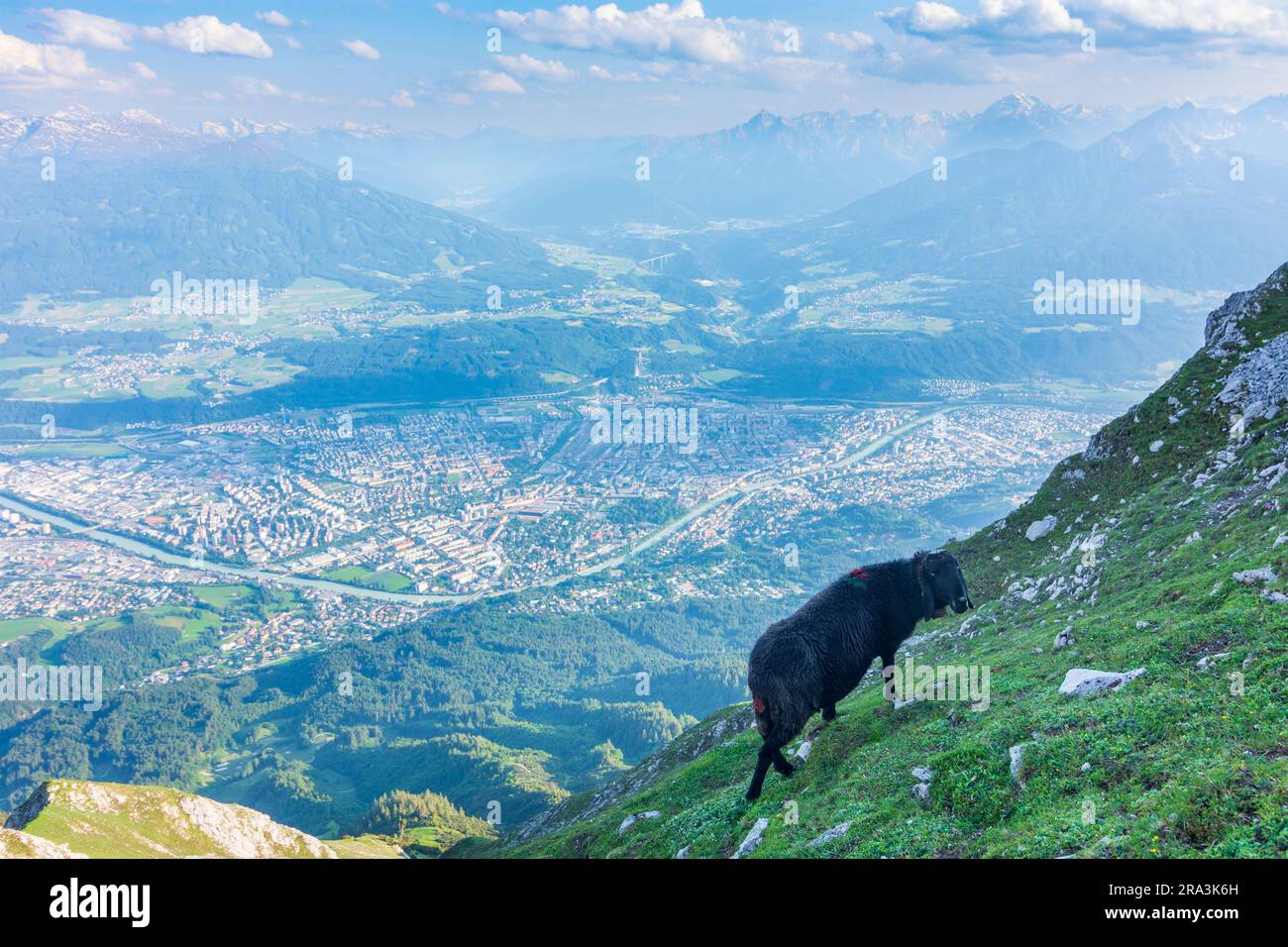 Sheep in region innsbruck hi-res stock photography and images - Alamy