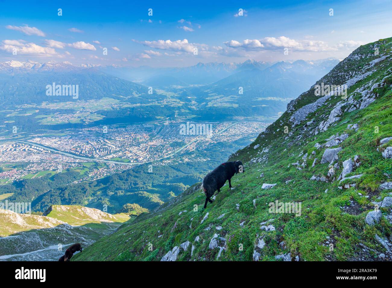 Sheep in region innsbruck hi-res stock photography and images - Alamy