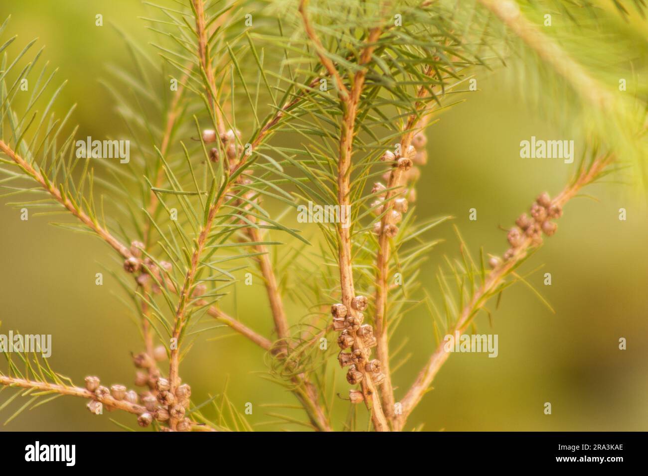 Melaleuca alternifolia, "Tea tree" tree branches on natural background ...
