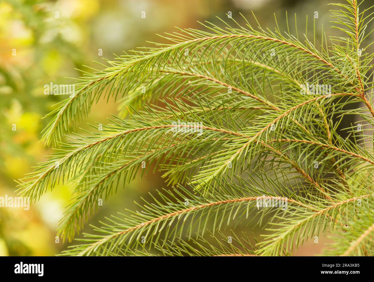 Melaleuca alternifolia, "Tea tree" tree branches on natural background ...
