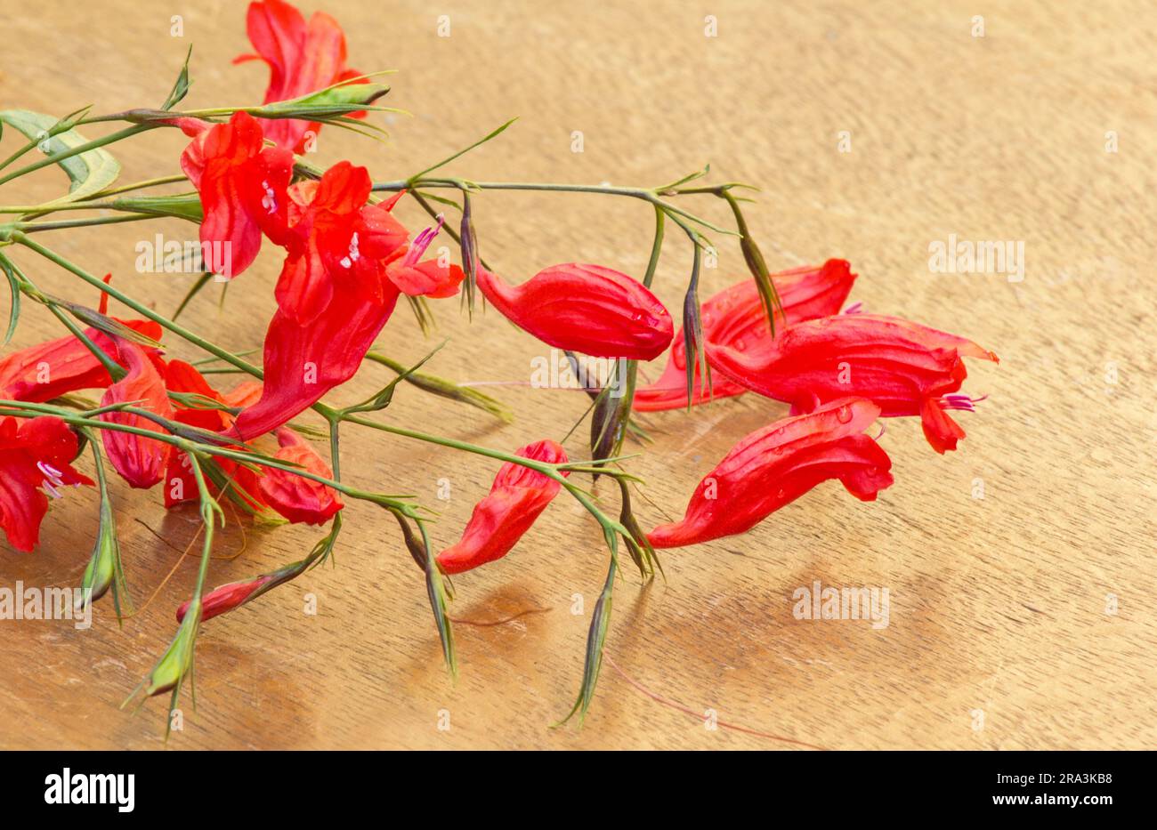 Ruellia amoena, graecizans, Red Christmas pride plant floer Stock Photo ...