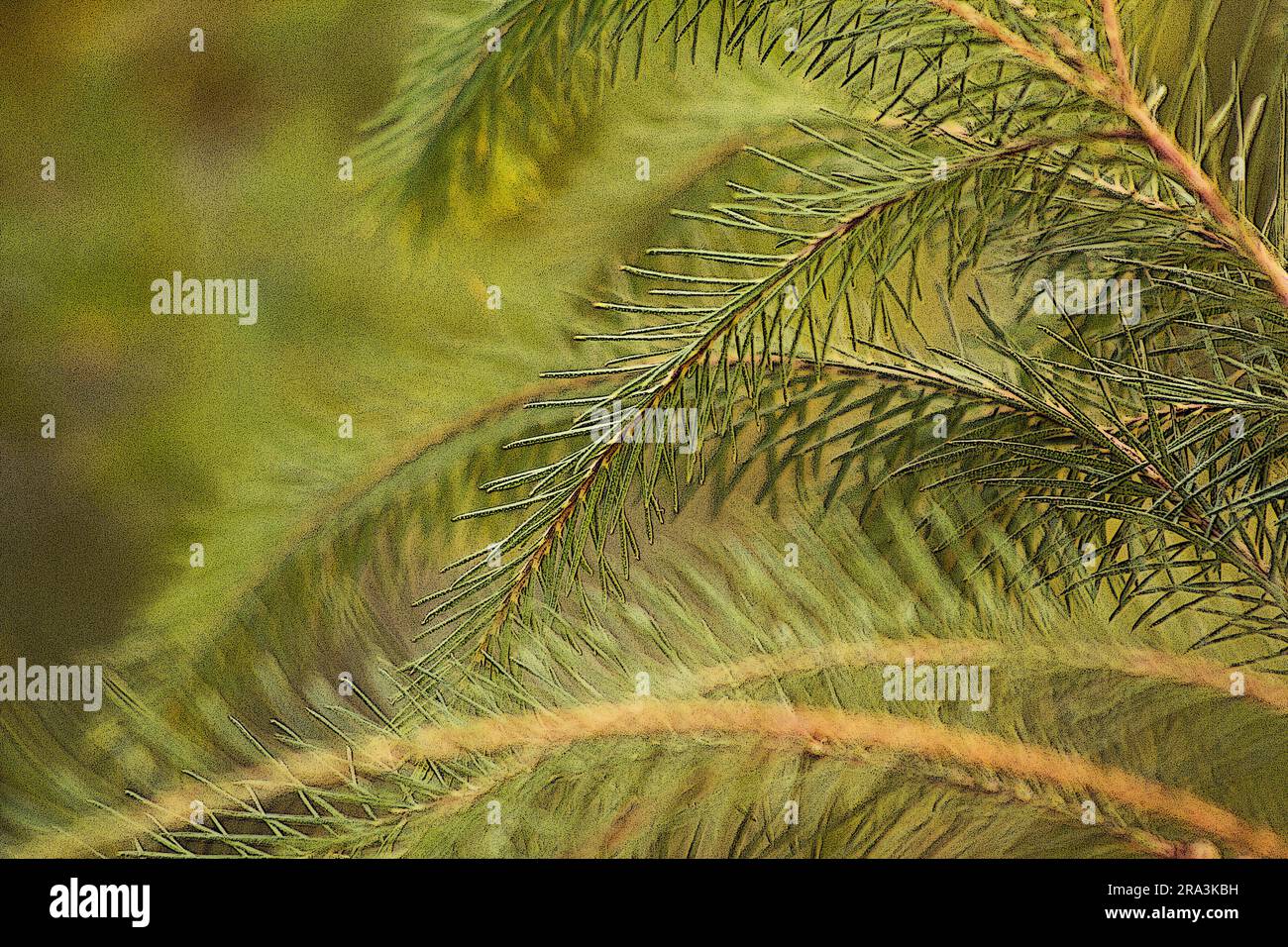 Melaleuca alternifolia, "Tea tree" tree branches on natural background ...