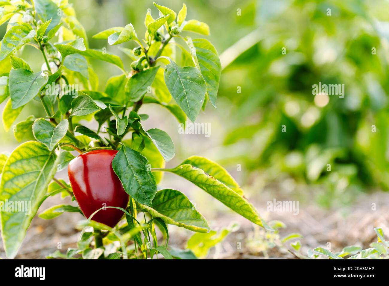 The fruit of ripe red bell pepper on a bush in the garden Stock Photo ...