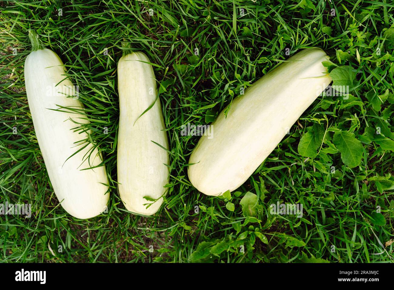 The harvest of white zucchini or marrow lies on the green grass in the ...